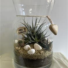 Haworthia Terrarium